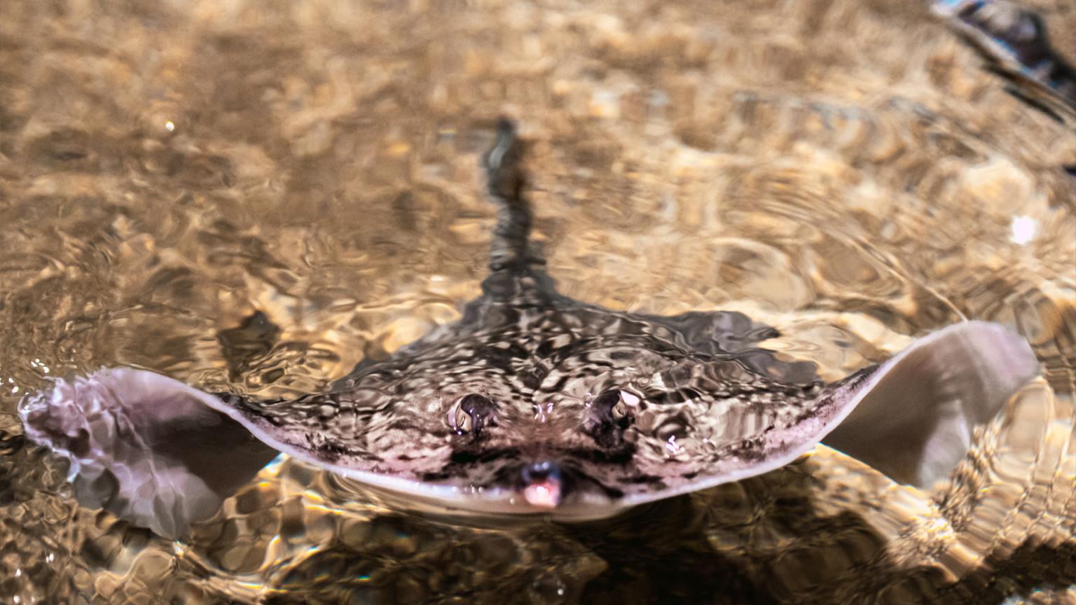 Zee Aquarium Bergen aan Zee everything from Amazone to Seal!